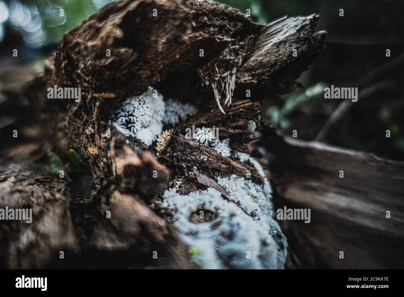 A white fungus grows inside a decaying log on the forest floor in ...