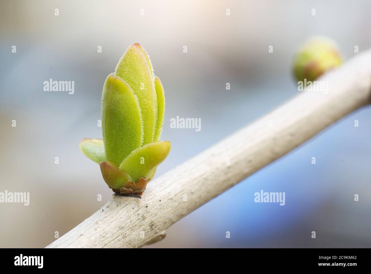 Spring bud. Composition of nature Stock Photo - Alamy