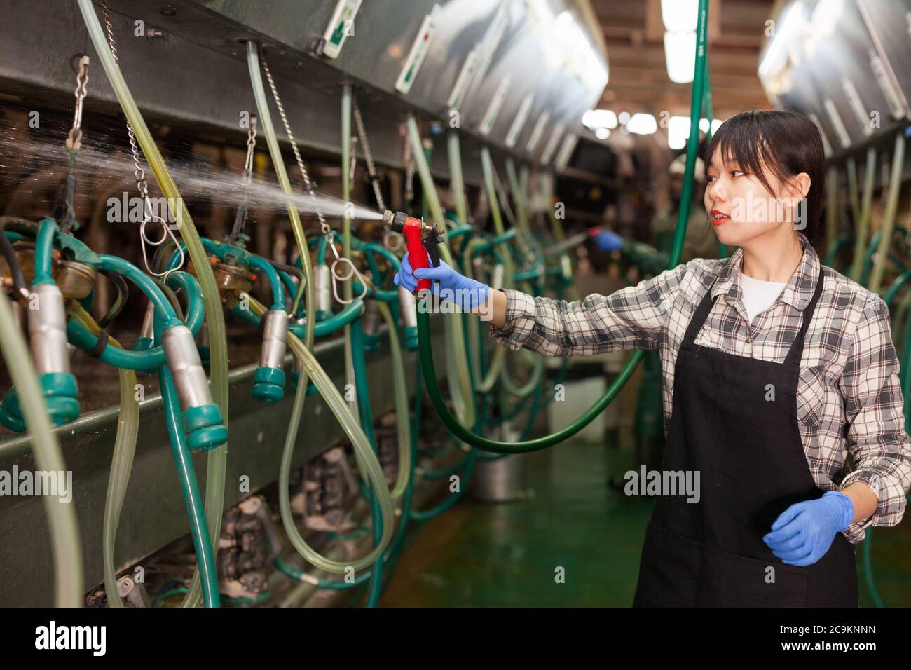 Automated milker hi-res stock photography and images - Alamy