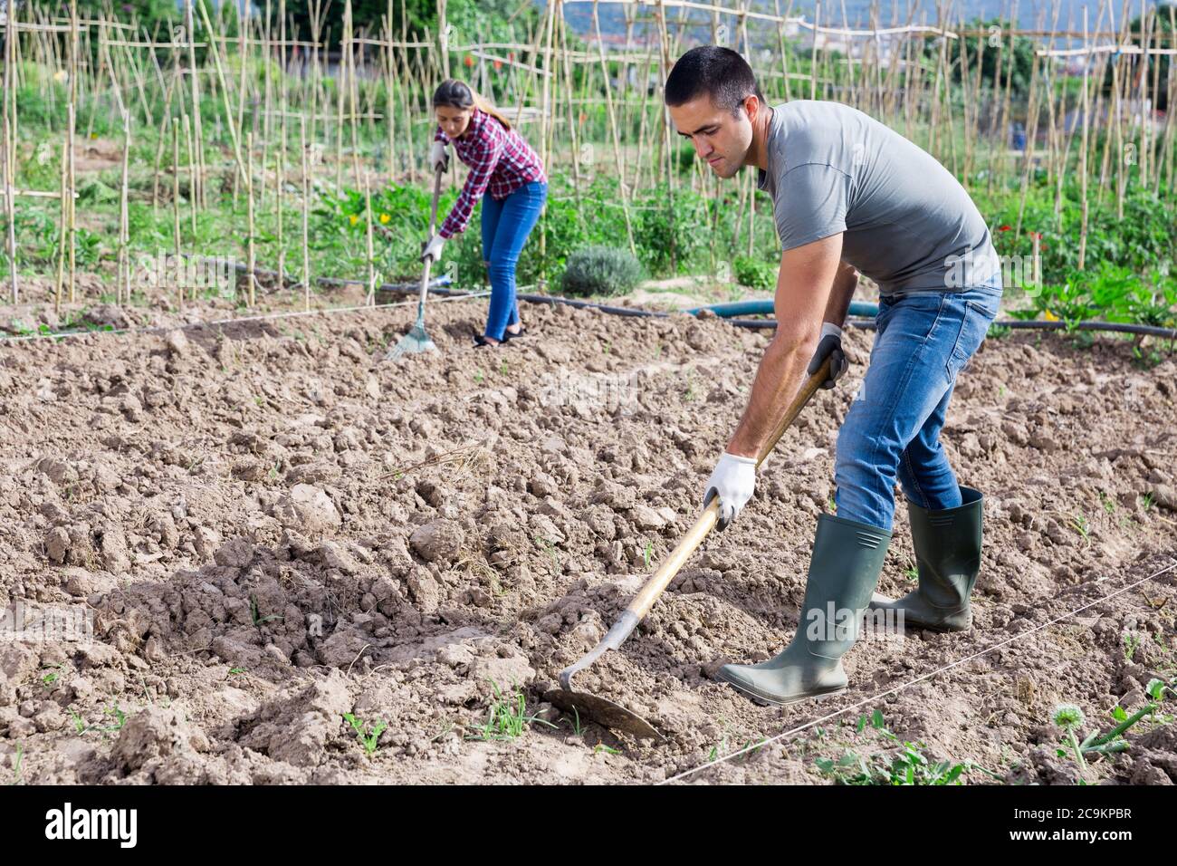 Young farmer cultivates garden beds with hoe Stock Photo - Alamy