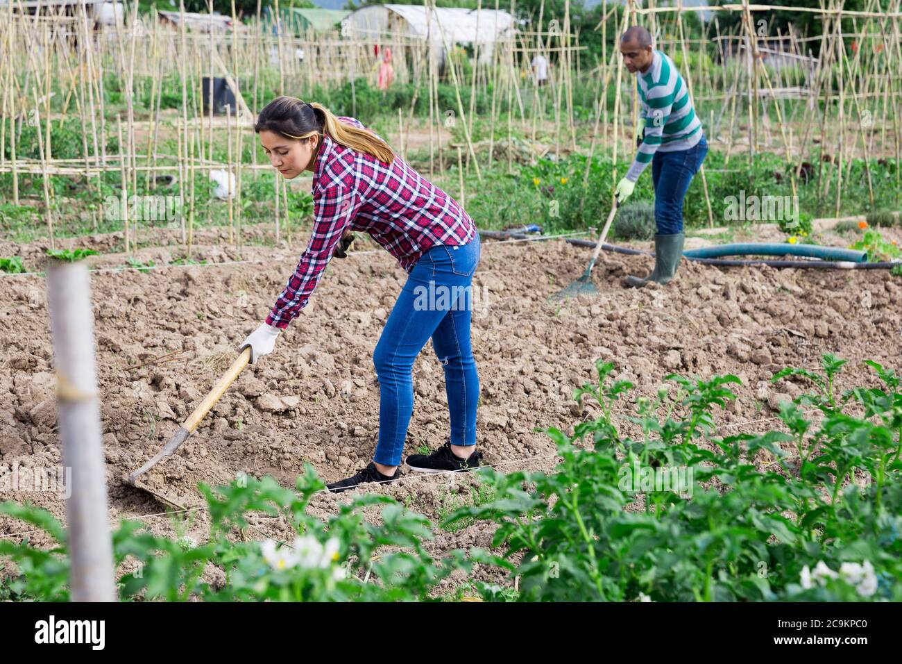 Young woman professional gardener using mattock during working at land ...