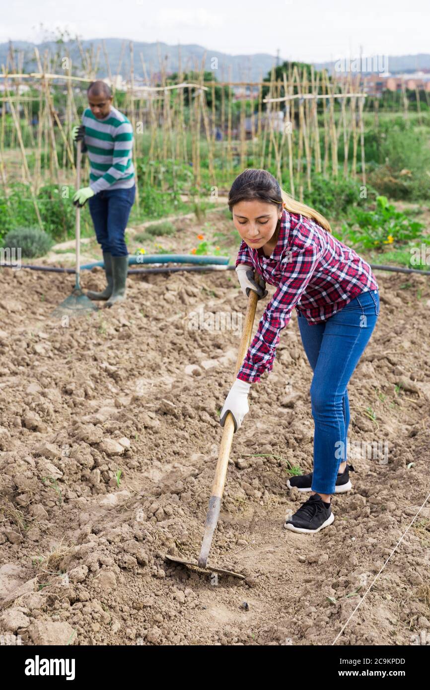 Young woman professional gardener using mattock during working at land ...