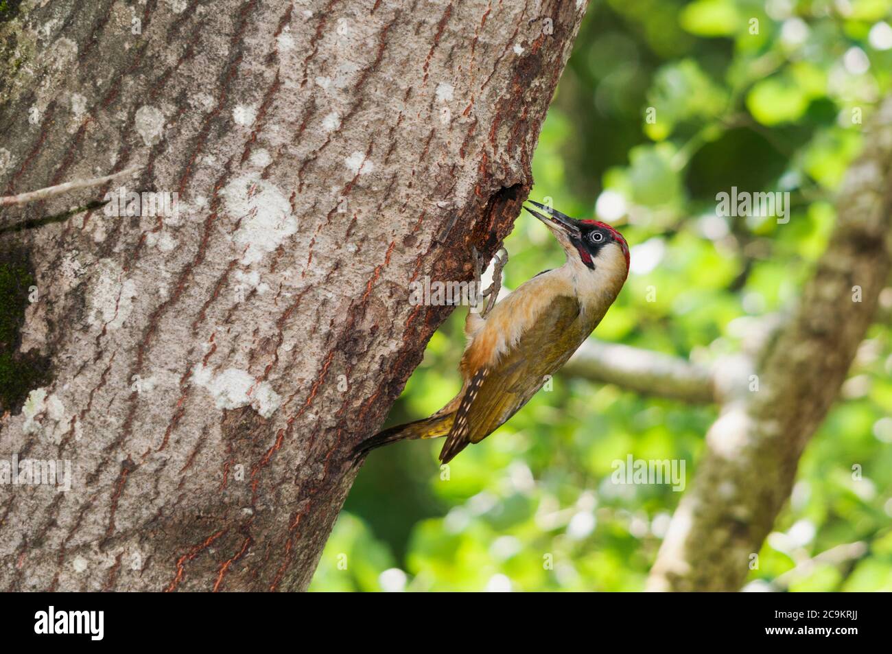 Male green woodpecker (Picus viridis) regurgitating food in order to ...