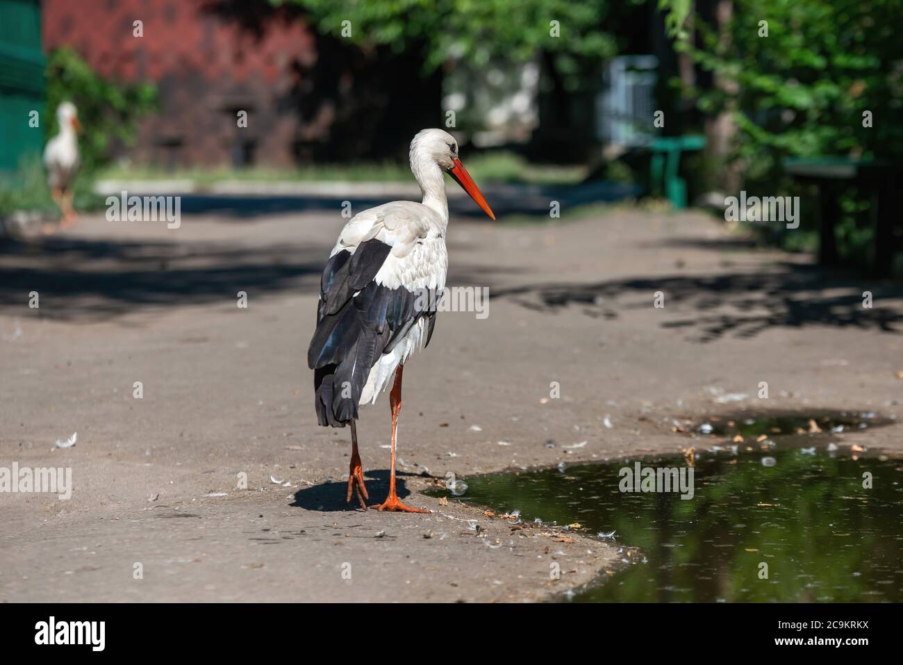 Stork in wild walks grass hi-res stock photography and images - Alamy