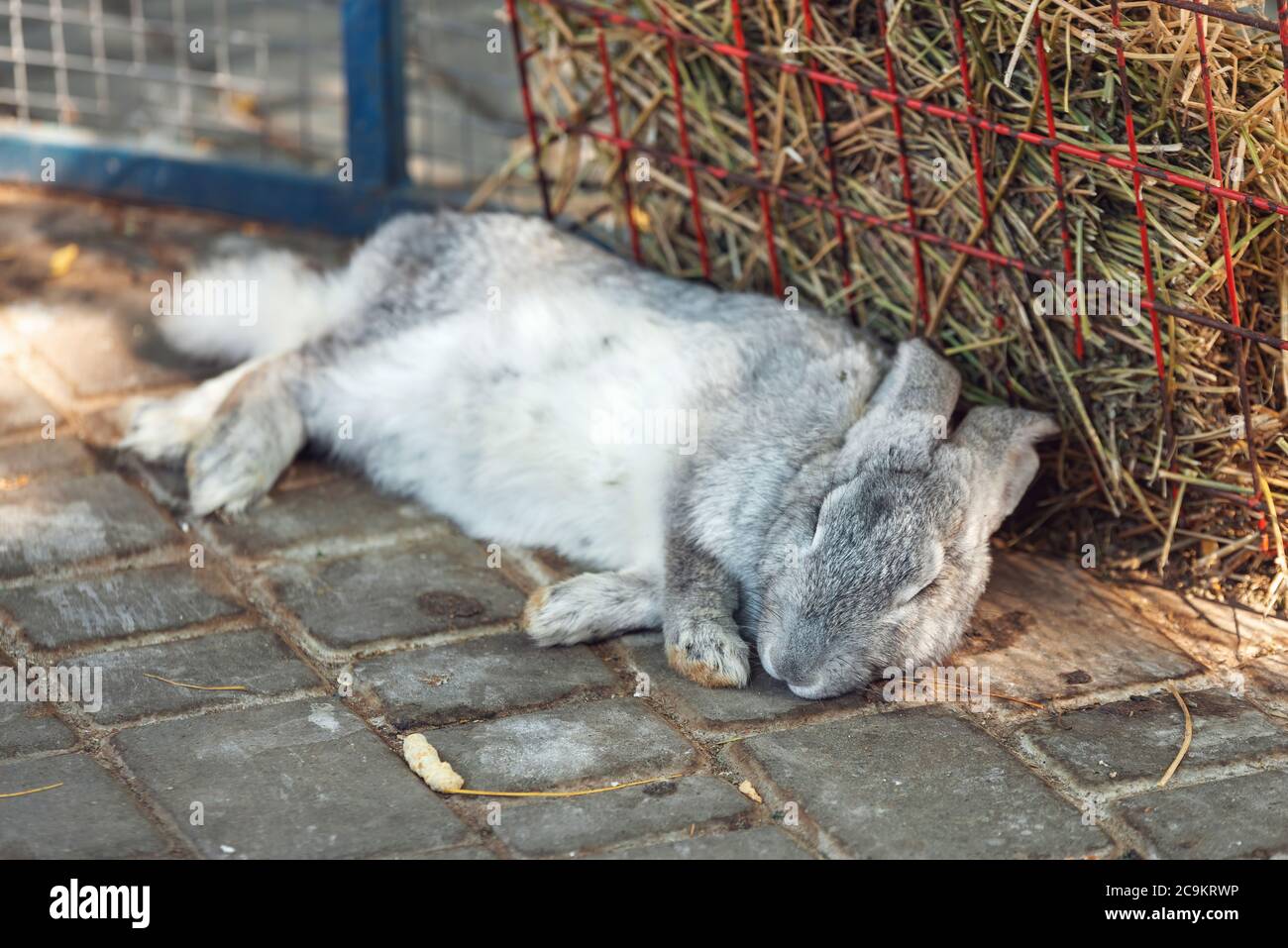 Sleeping gray rabbit. Cute rabbit is sleeping on the ground Stock Photo ...