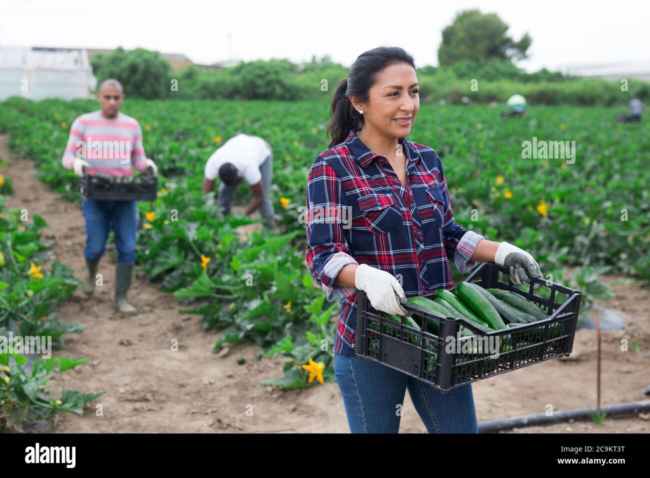 Peruvian woman working on vegetable plantation on spring day, carrying ...