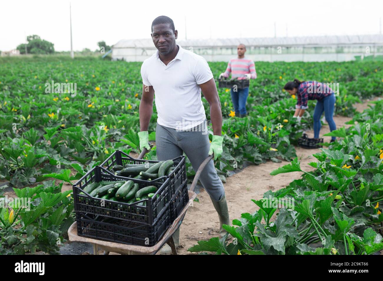 African american worker transports zucchini in garden wheelbarrow on ...