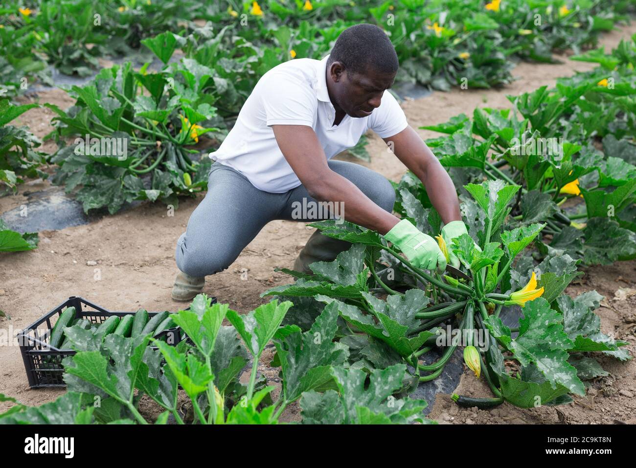 African american farmer gathering crop of green zucchini on farm field ...