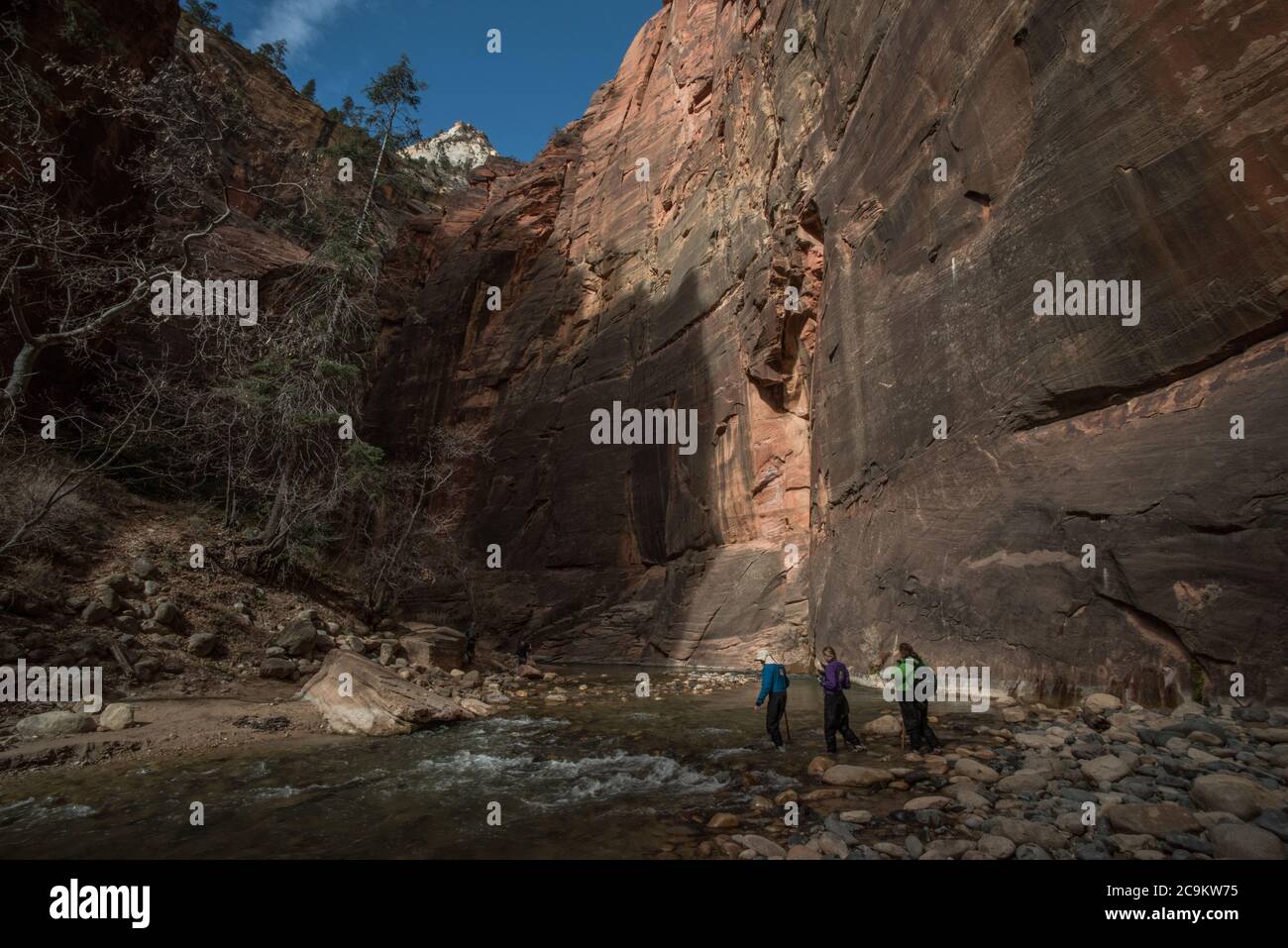 The narrows hike in Zion National park involves walking and wading ...