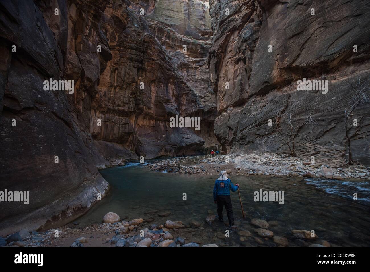 The narrows hike in Zion National park involves walking and wading ...
