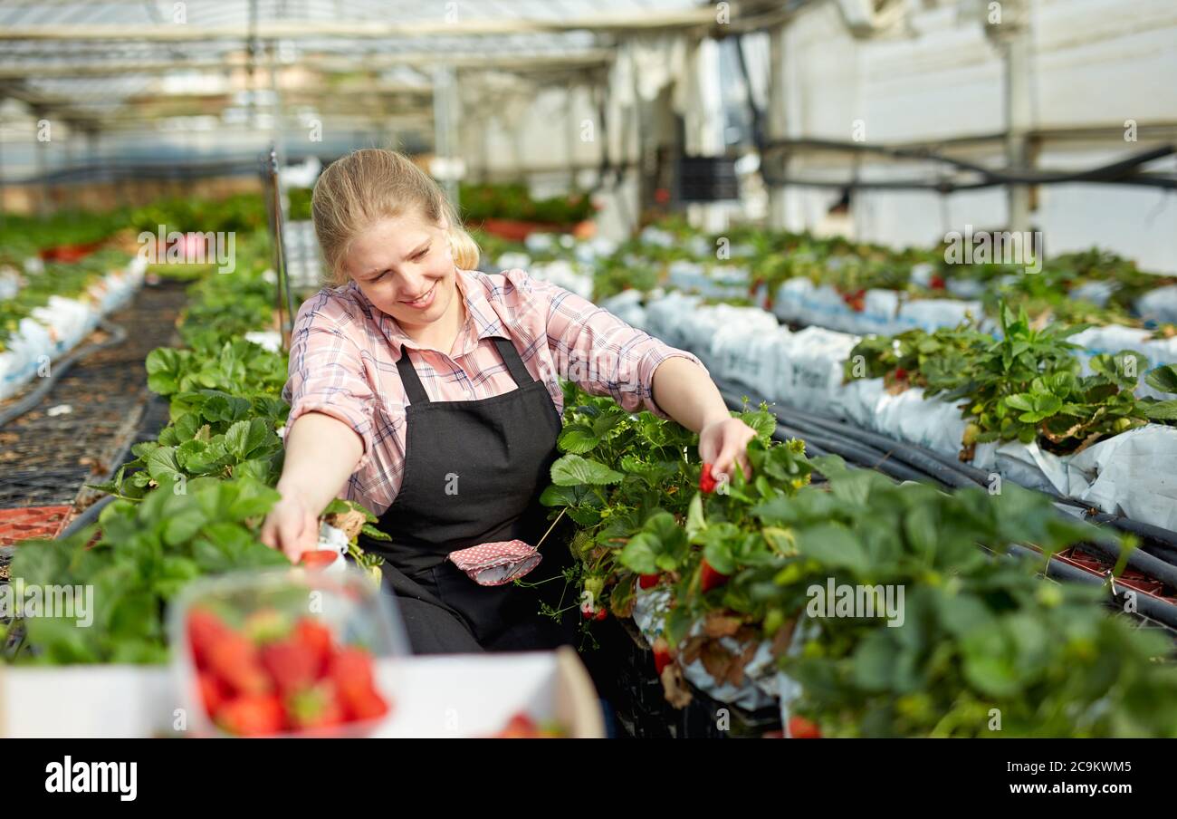 Positive agriculture female worker harvesting strawberry, working in ...