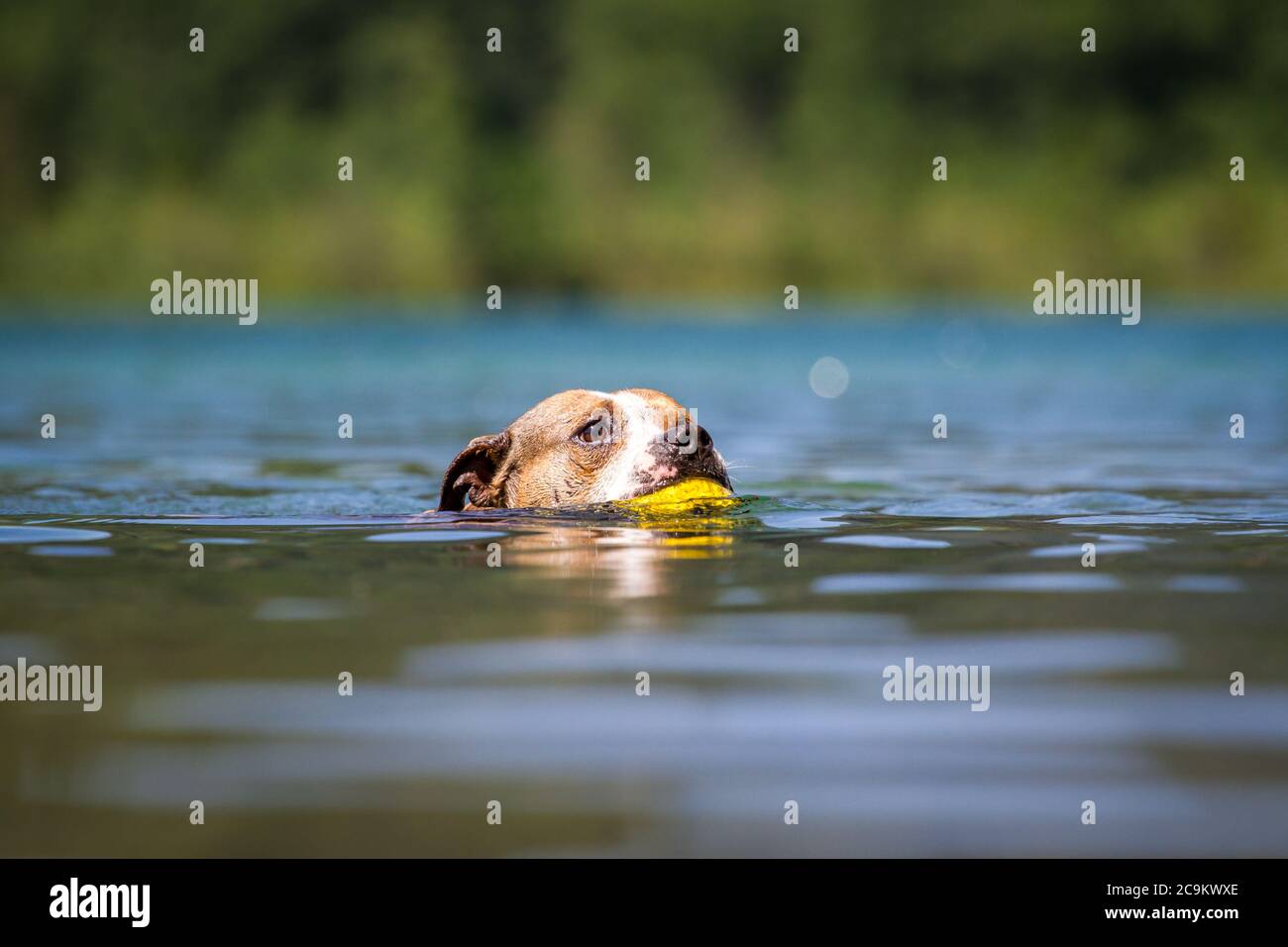 Can Pitbull Dogs Swim