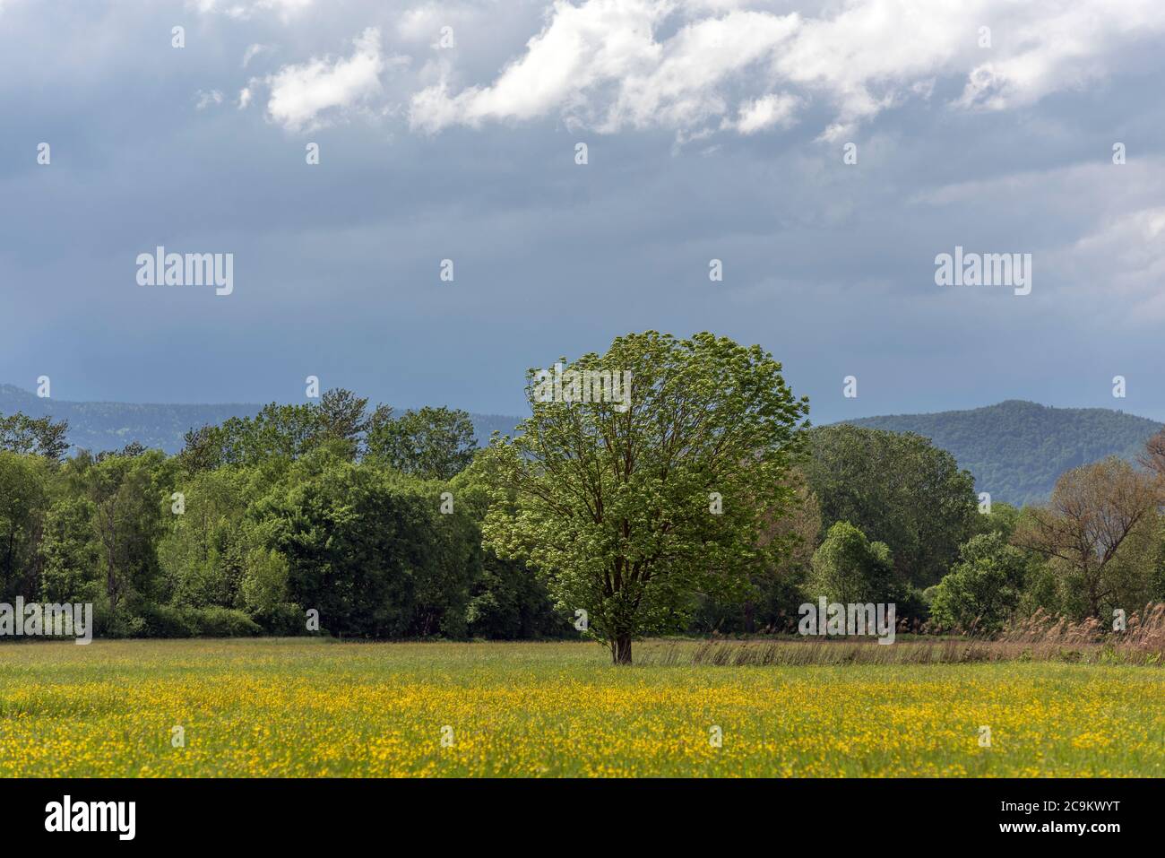 Green field and trees in the french countryside Stock Photo - Alamy