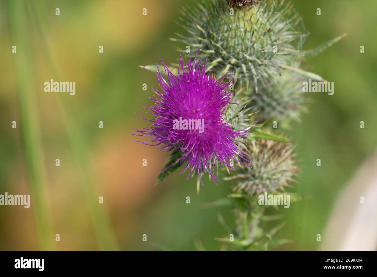 Milk thistle foliage hi-res stock photography and images - Alamy