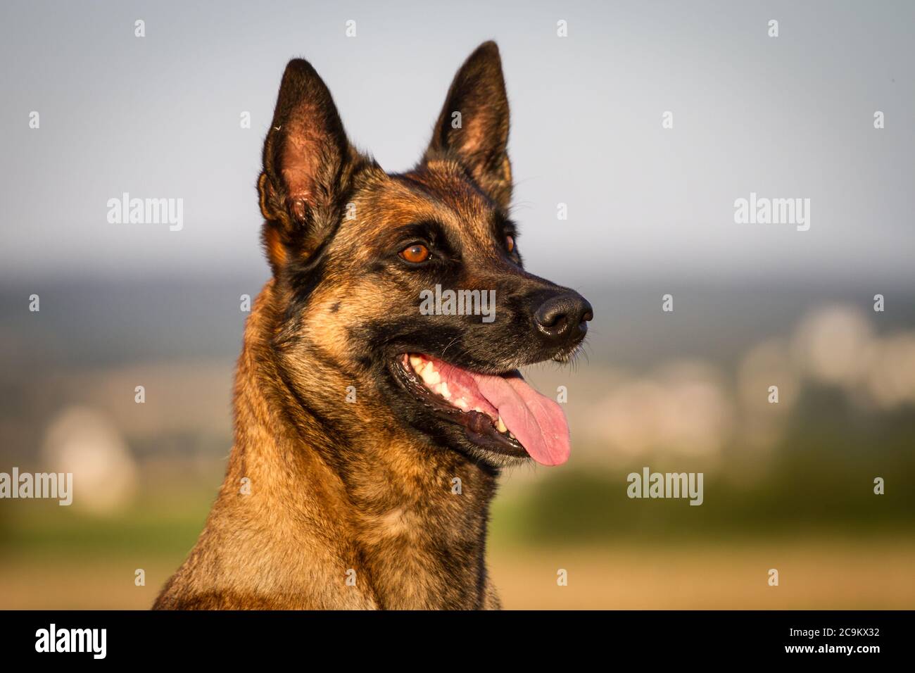 Portrait of a Malinois female dog in the evening sun Stock Photo - Alamy