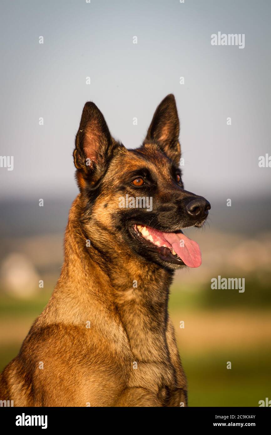 Athletic malinois hi-res stock photography and images - Alamy