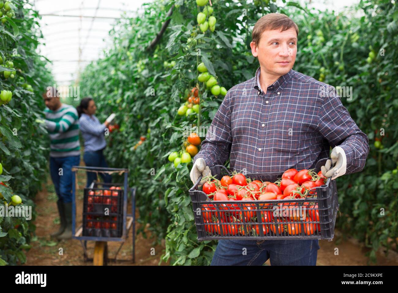Successful farmer showing rich harvest of red tomatoes in greenhouse ...