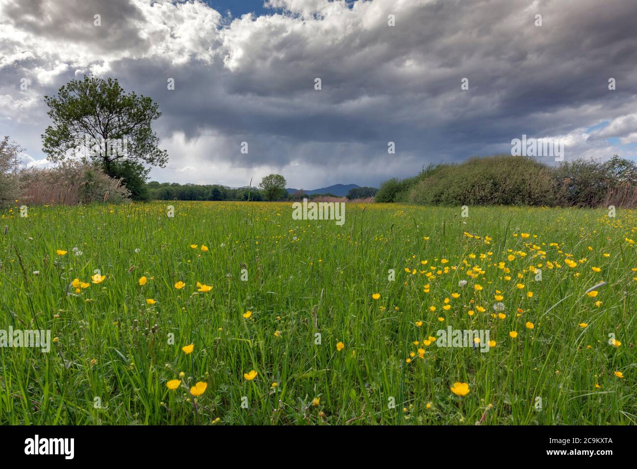 Green field and trees in the french countryside Stock Photo - Alamy