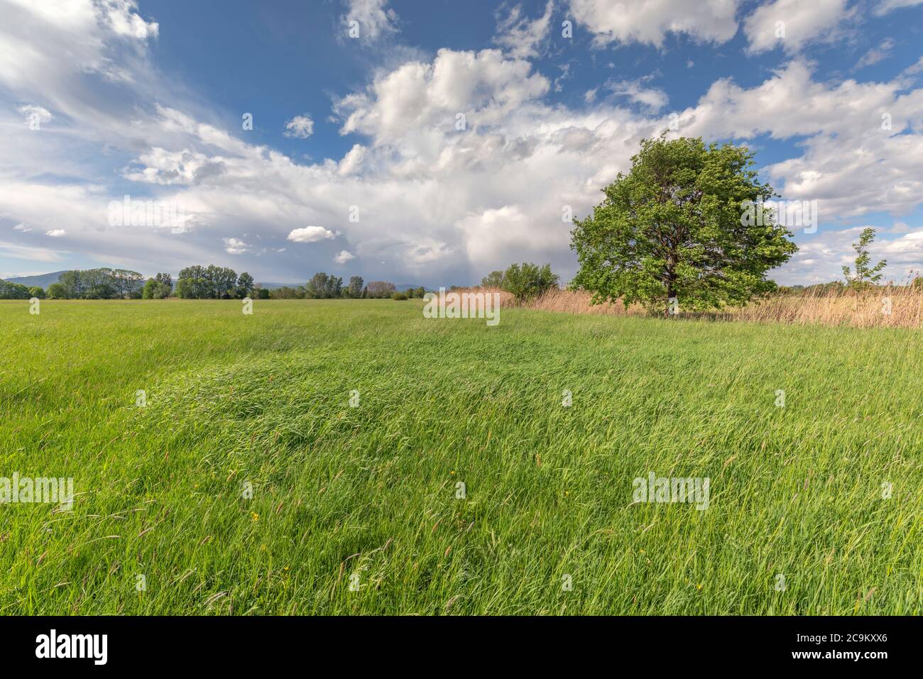 Green field and trees in the french countryside Stock Photo - Alamy