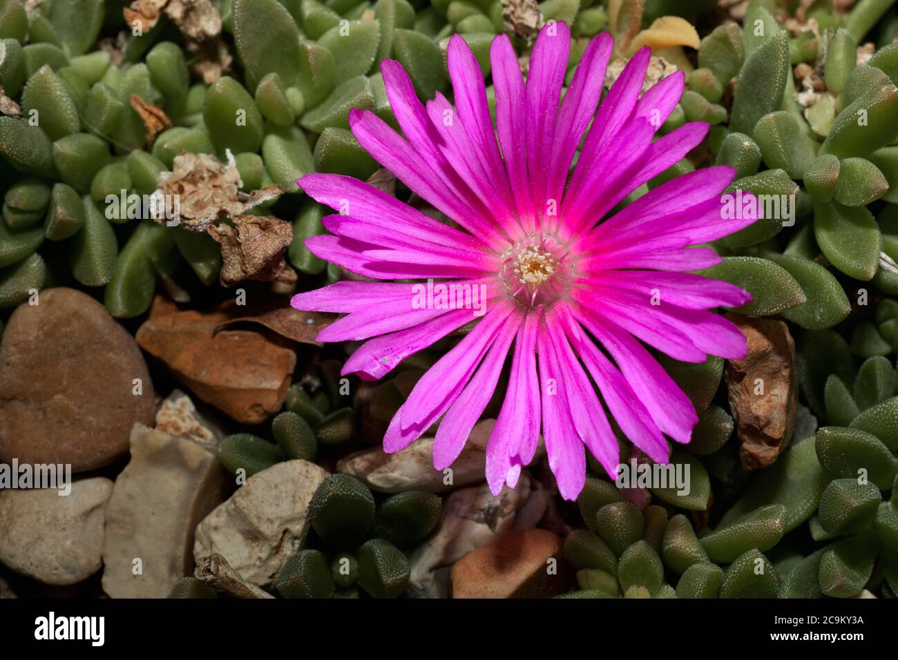 Multiple slender petals hi-res stock photography and images - Alamy