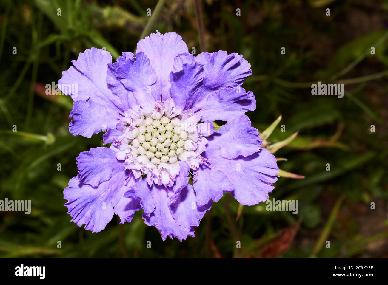 The scrumpled purple petals on the flower of a Scabiosa Atropupurea ...