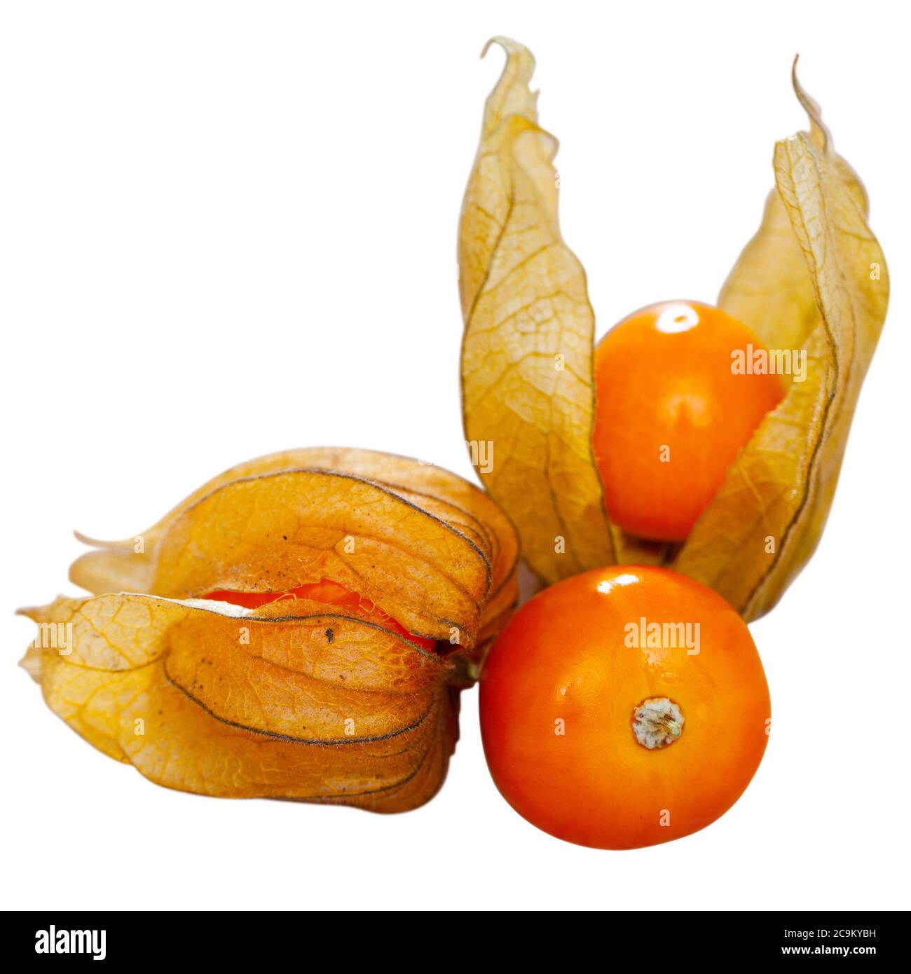 Physalis peruviana ripe fruits with dry leaves. Isolated over white ...