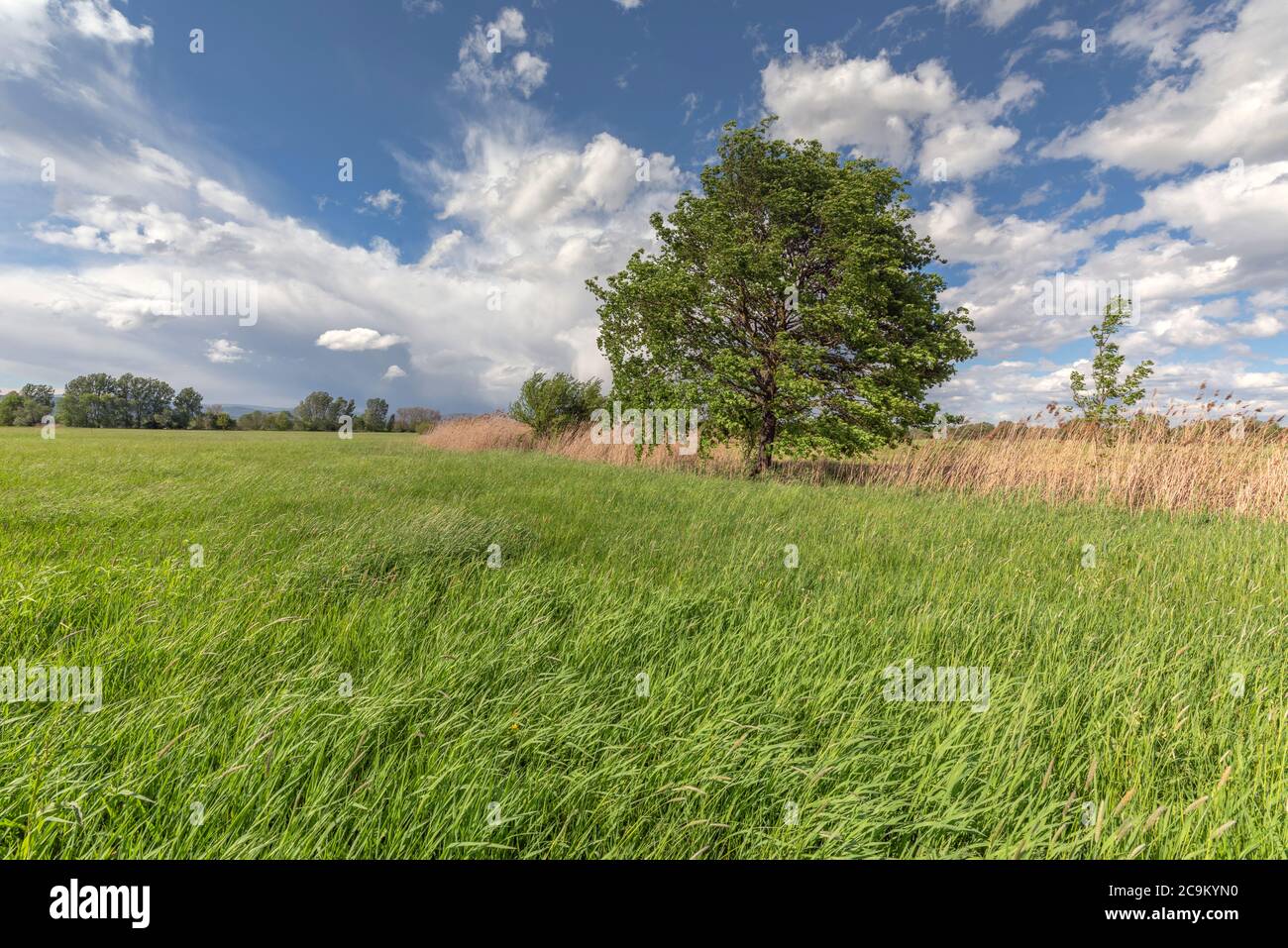 Green field and trees in the french countryside Stock Photo - Alamy
