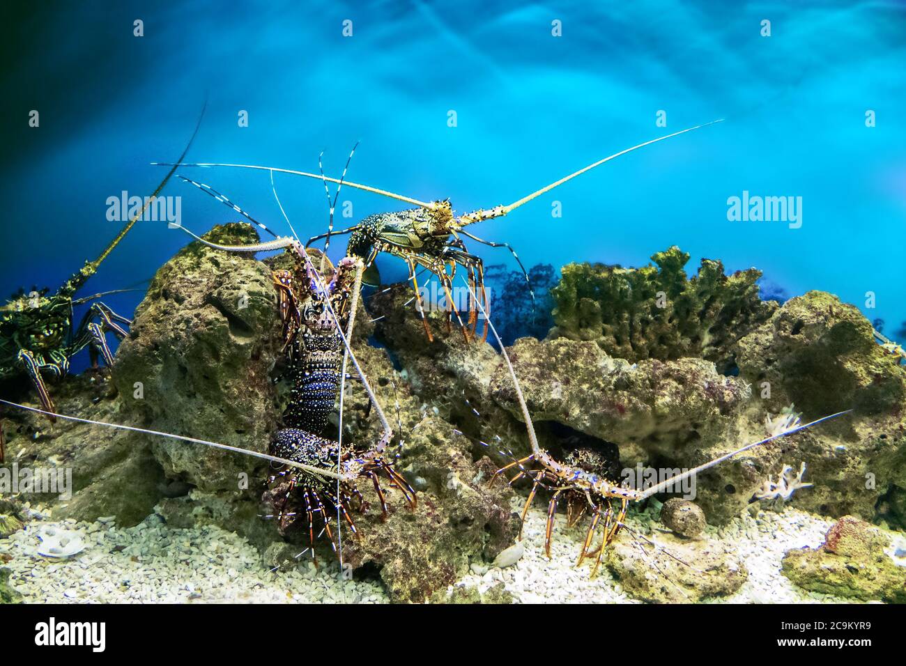 Spiny lobsters, also known as langustas, langouste, or rock lobsters ...