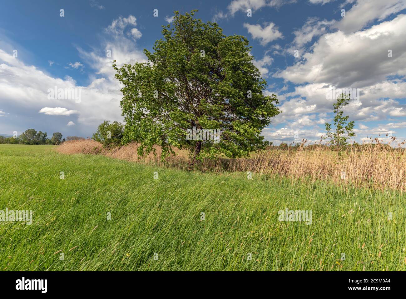 Green field and trees in the french countryside Stock Photo - Alamy