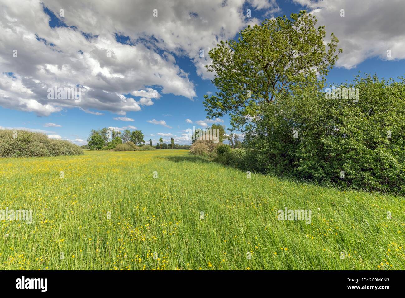 Green field and trees in the french countryside Stock Photo - Alamy