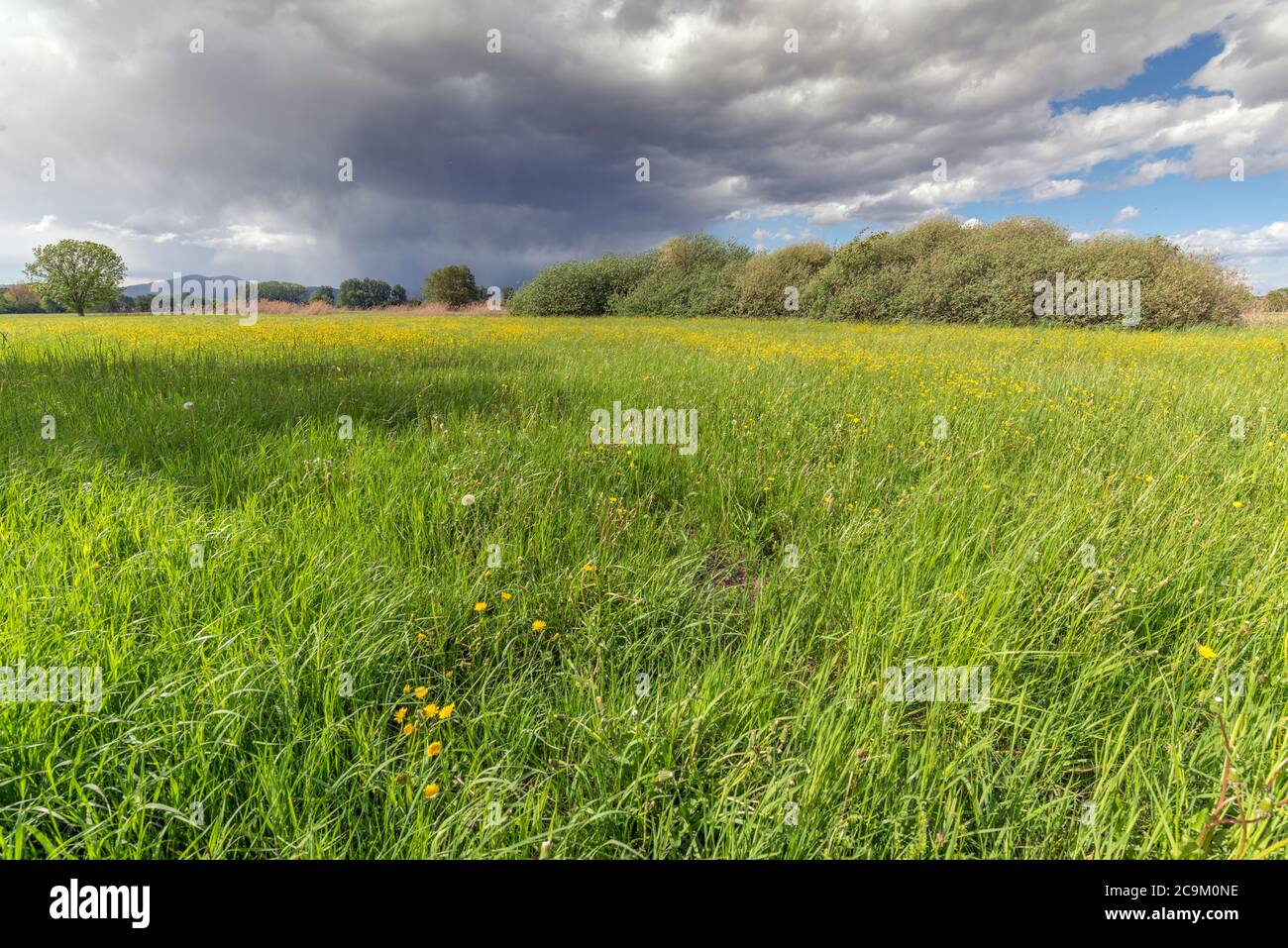 Green field and trees in the french countryside Stock Photo - Alamy