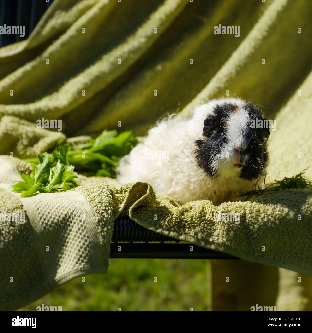 Looking after a guinea pig hi-res stock photography and images - Alamy