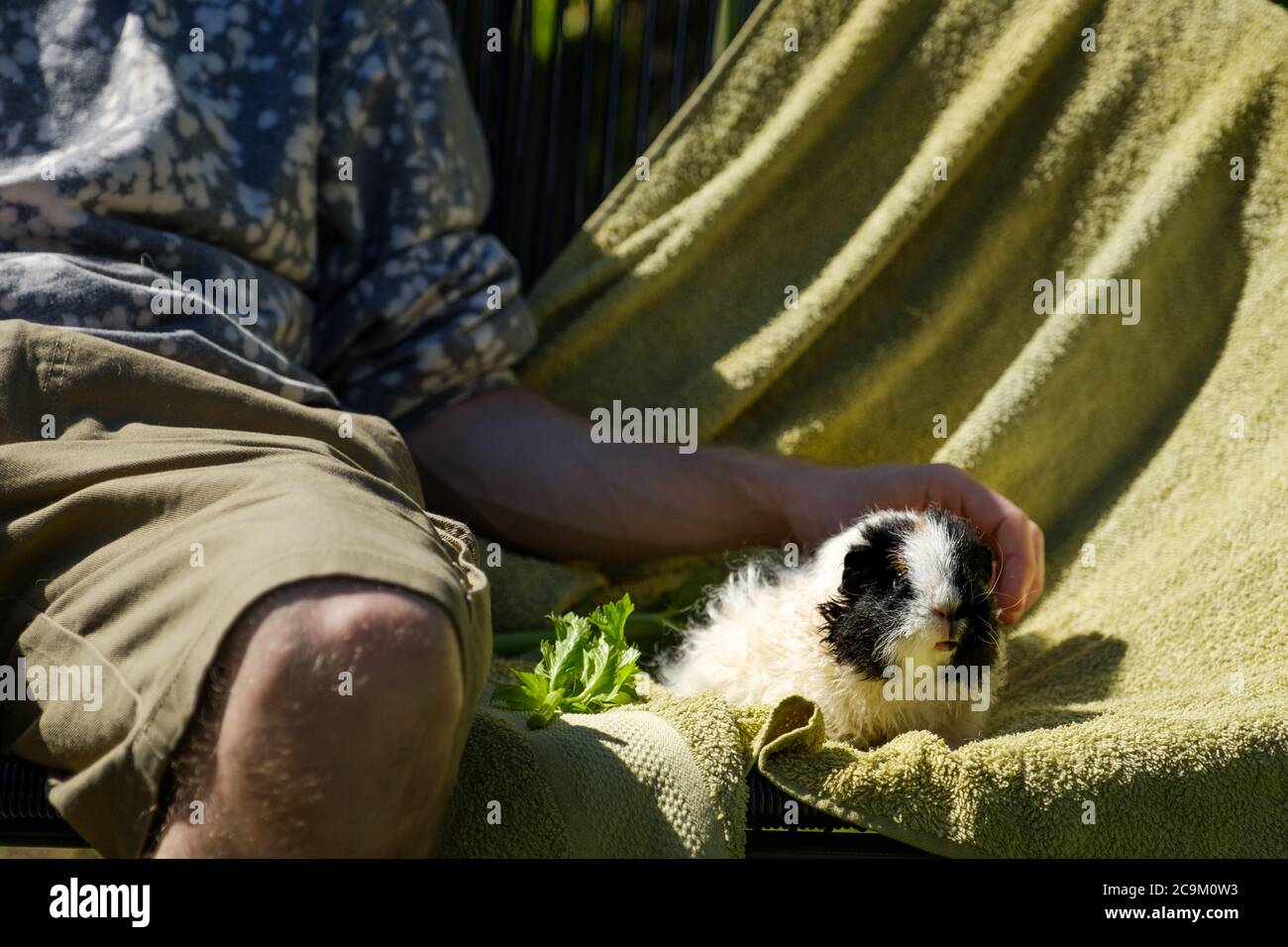 Long haired Sheba cross Rex guinea pig looking to the camera enjoying a ...