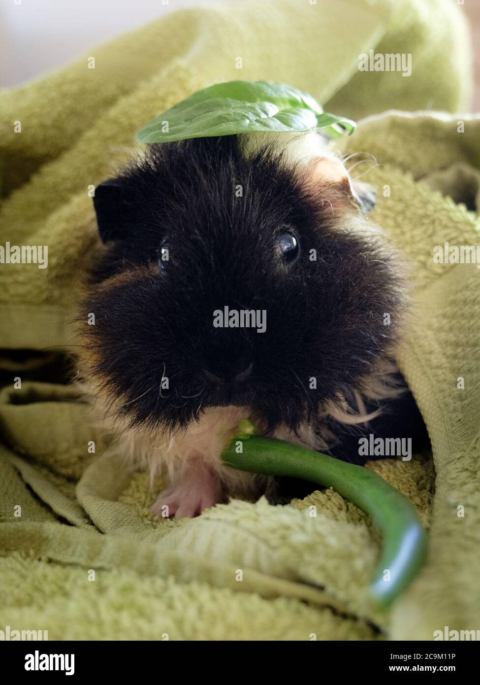 Gorgeous round faced Sheba cross Rex guinea pig snacks on a green bean ...