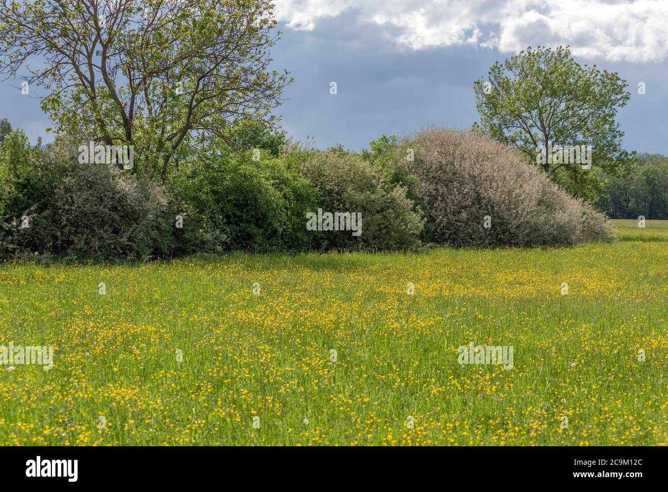 Green field and trees in the french countryside Stock Photo - Alamy