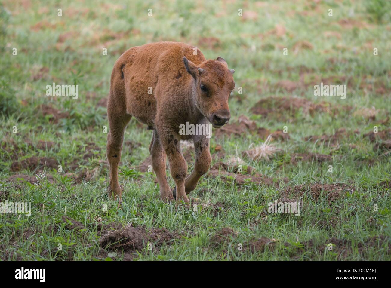 Little bison calf walks across the field on a summer day Stock Photo ...