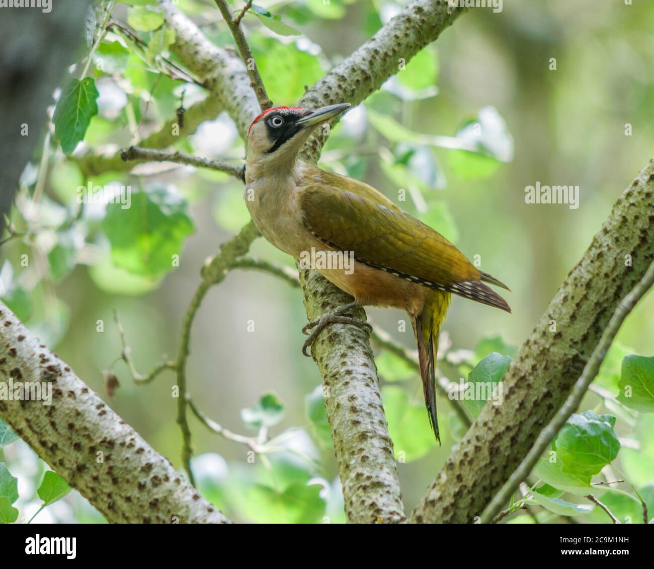 Green woodpecker (Picus viridis) female standing on a branch in a ...