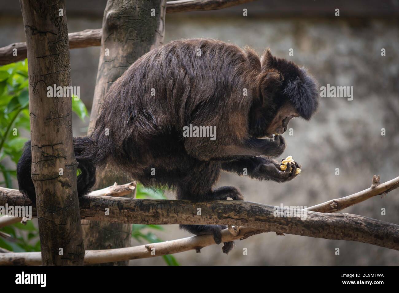 Monkey silhouette hi-res stock photography and images - Alamy