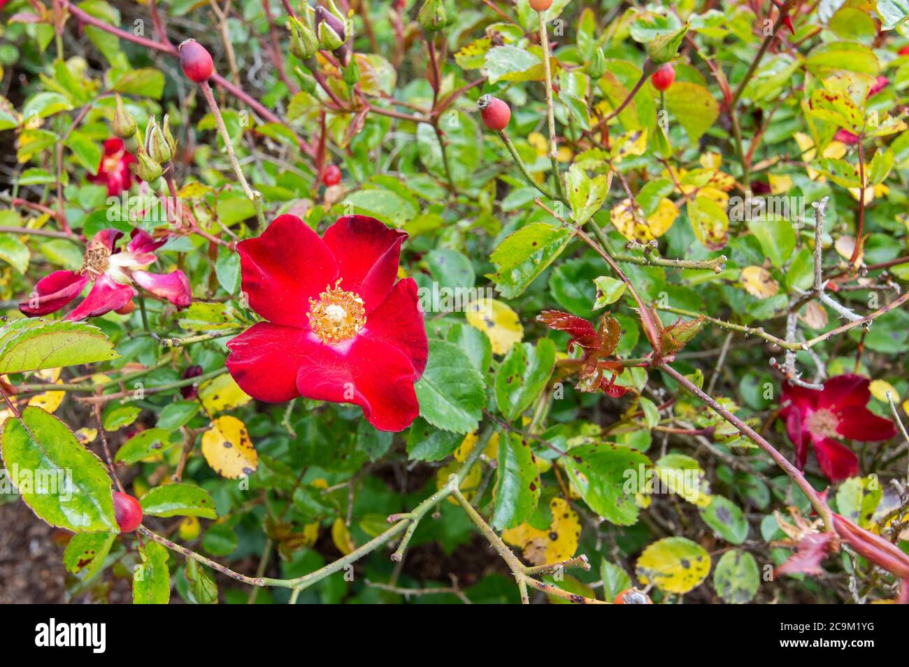 A detailed view of a red wild rose Stock Photo - Alamy