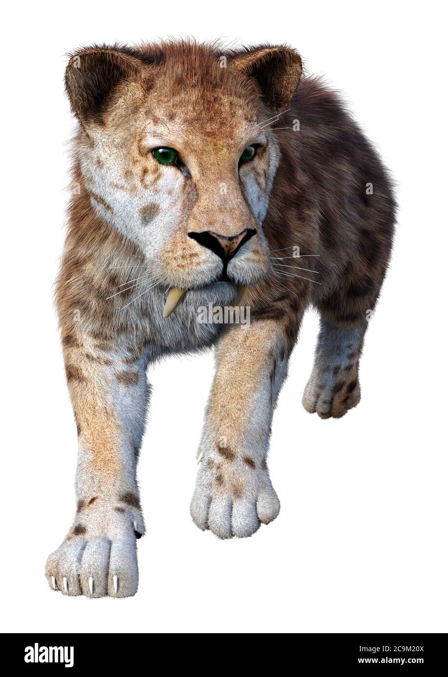 3D rendering of a sabertooth tiger isolated on white background Stock ...