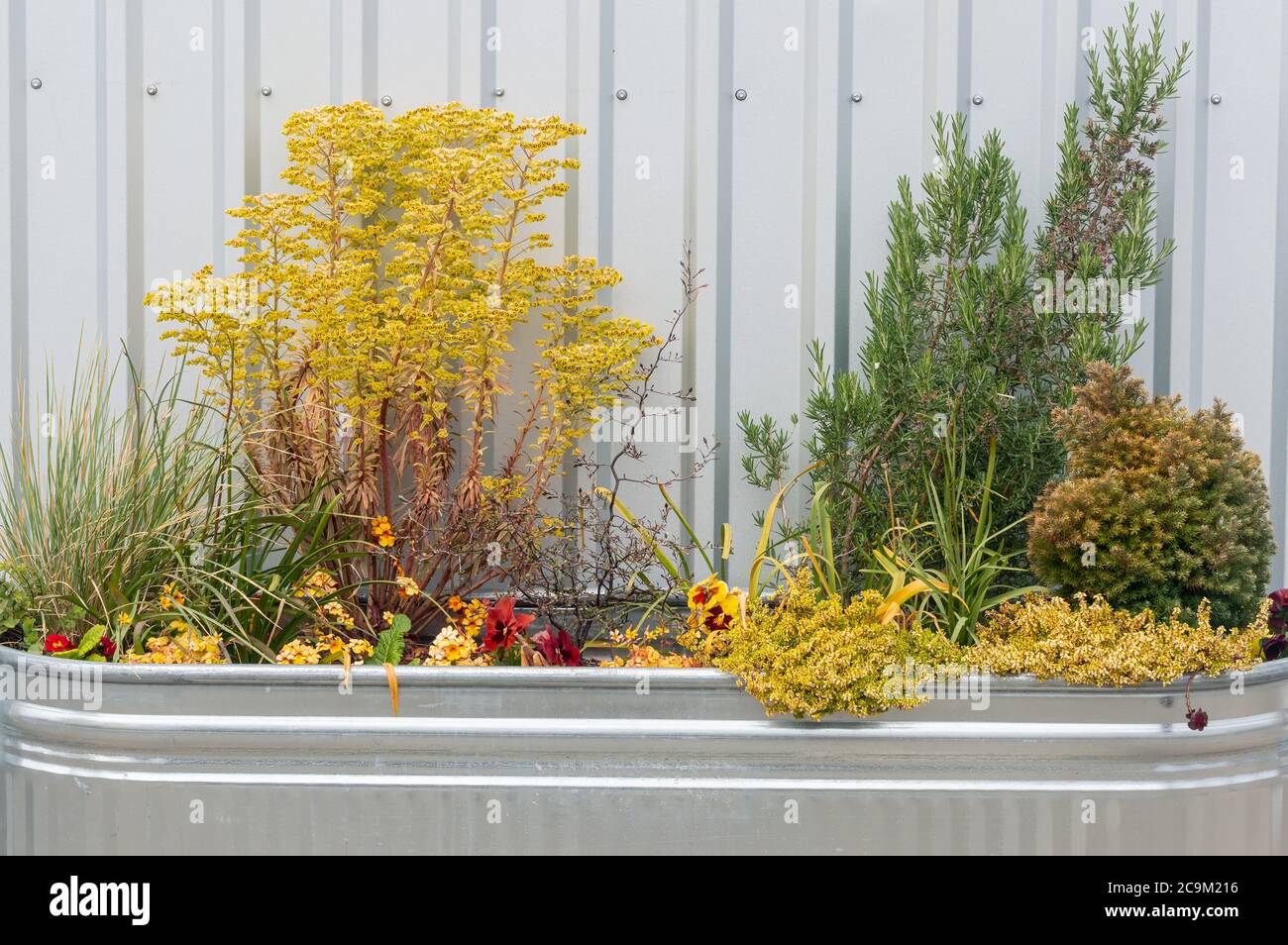 Plants and flowers growing in a metal planter Stock Photo - Alamy