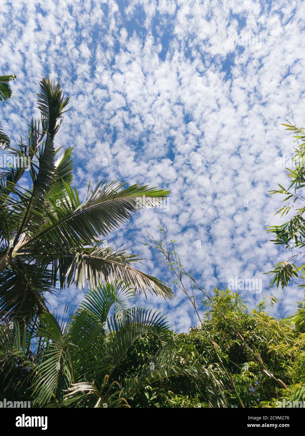 Palm trees and bamboo rising from ground in tropical landscape against ...