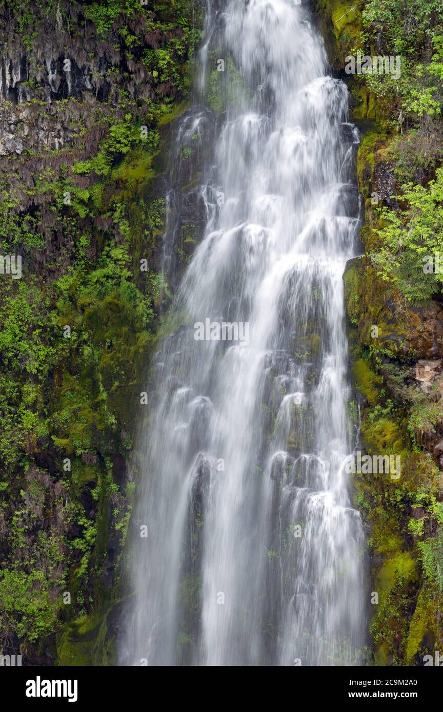 Barr Creek Falls in the Prospect State Park, Oregon, USA Stock Photo ...