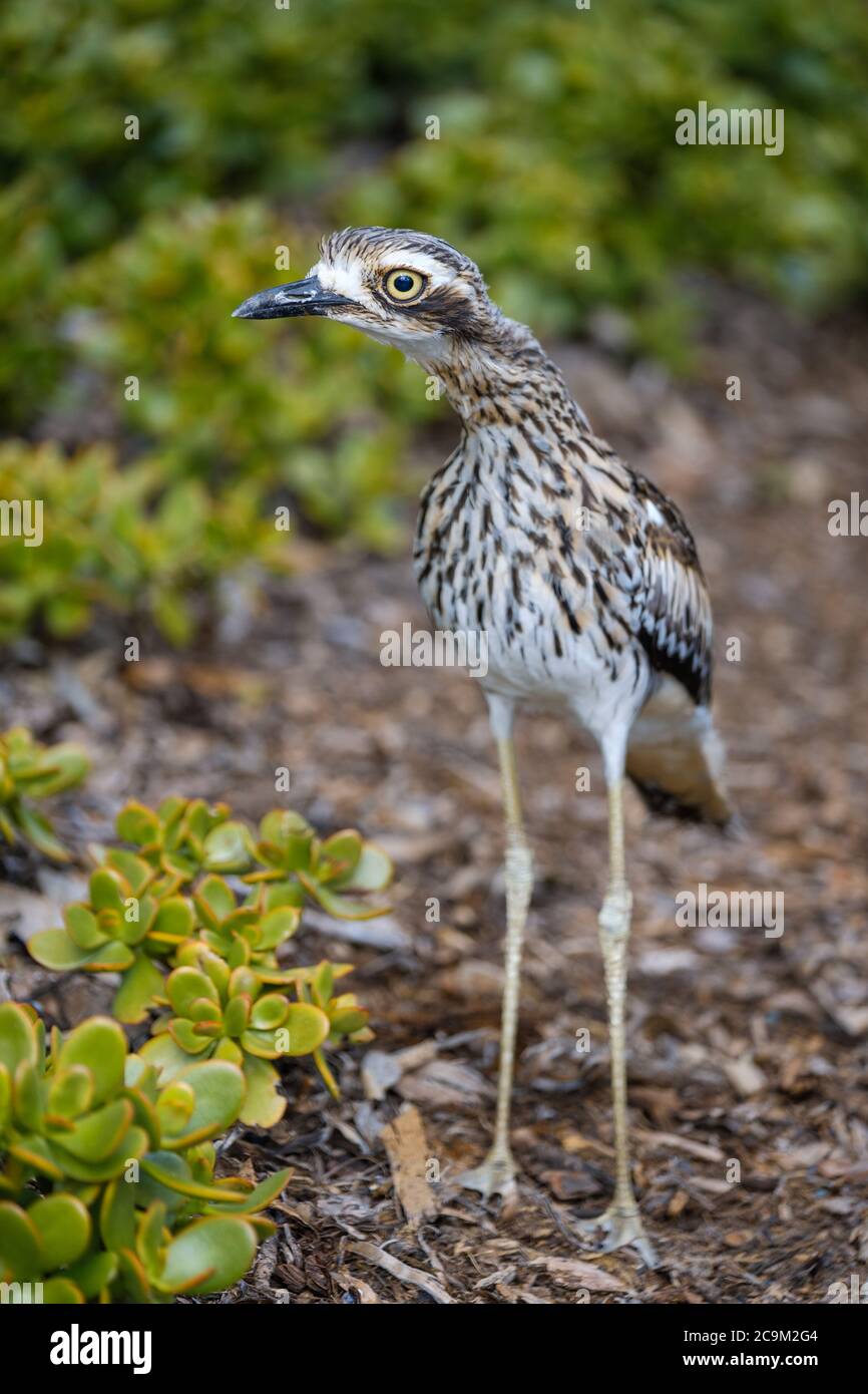 Full length frontal view of a Bush Stone-Curlew bird standing with head ...