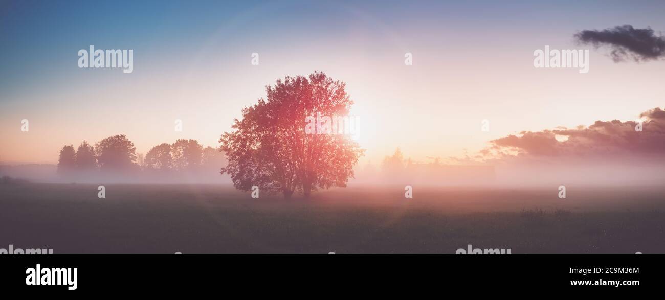 tree foliage in morning light with sunlight Stock Photo - Alamy