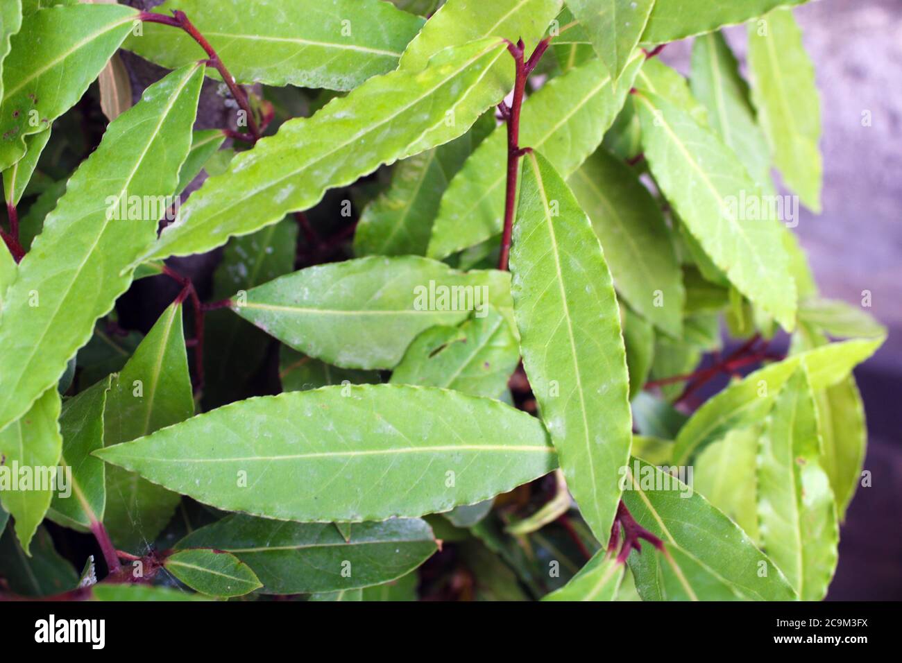 Daphne Laurel Tree High Resolution Stock Photography and Images - Alamy