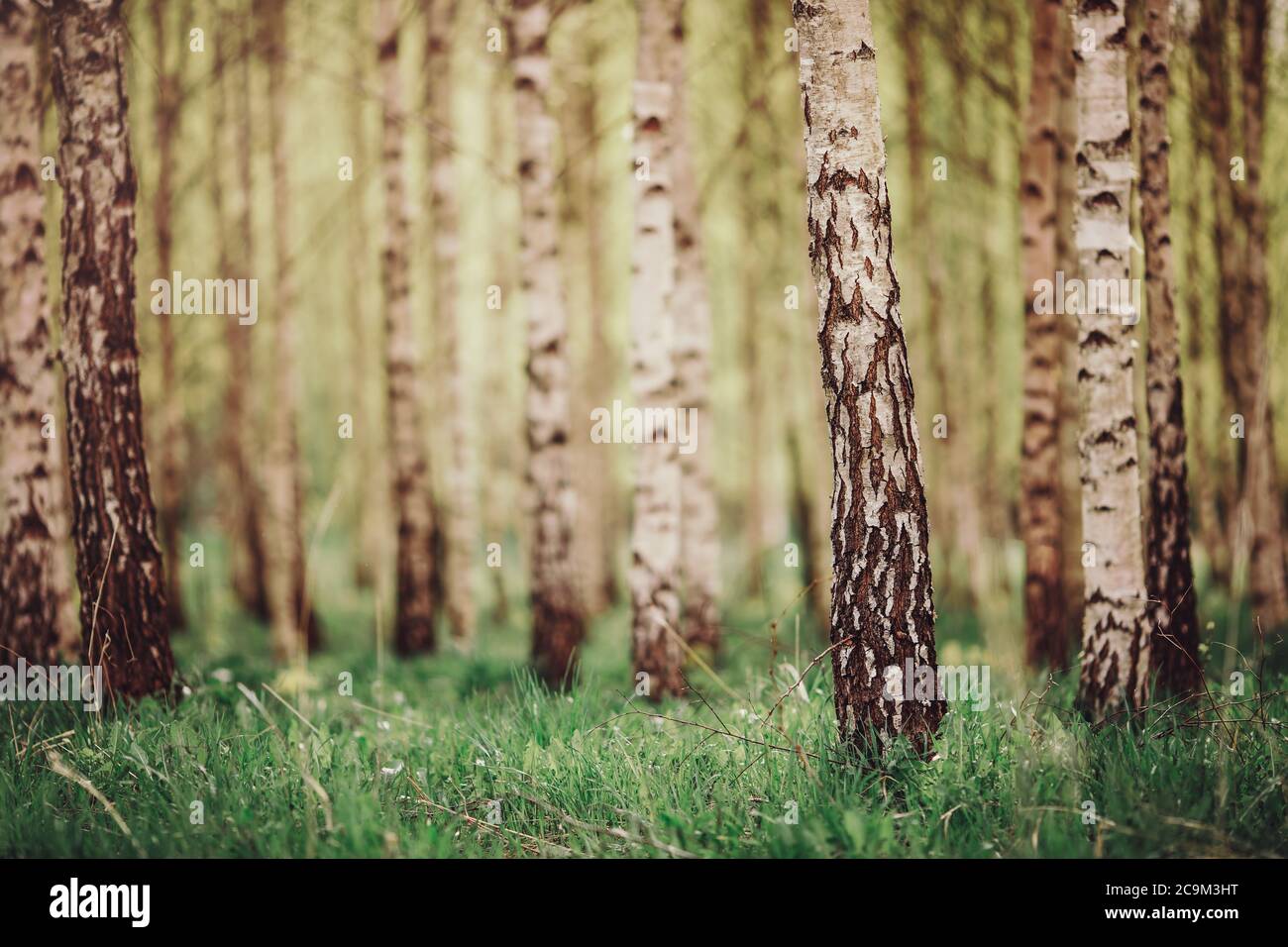 Dense young birch forest hi-res stock photography and images - Alamy