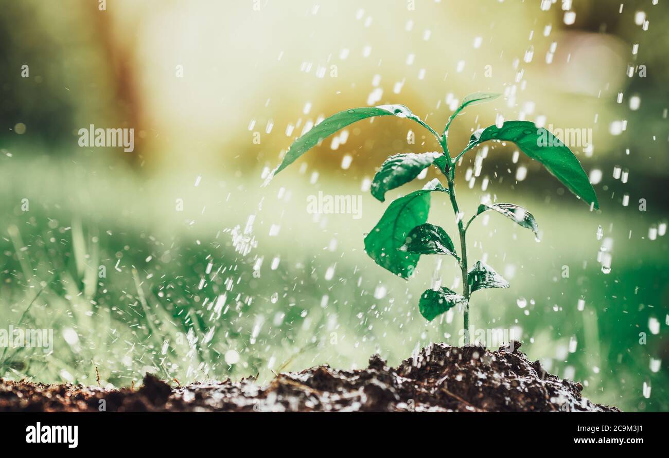 Water drops falling onto new sprout on sunny day in the garden in ...