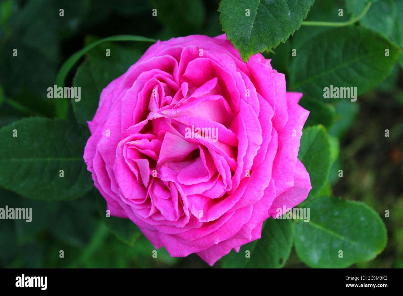 Rose Rosa Damascena Flower High Resolution Stock Photography and Images ...