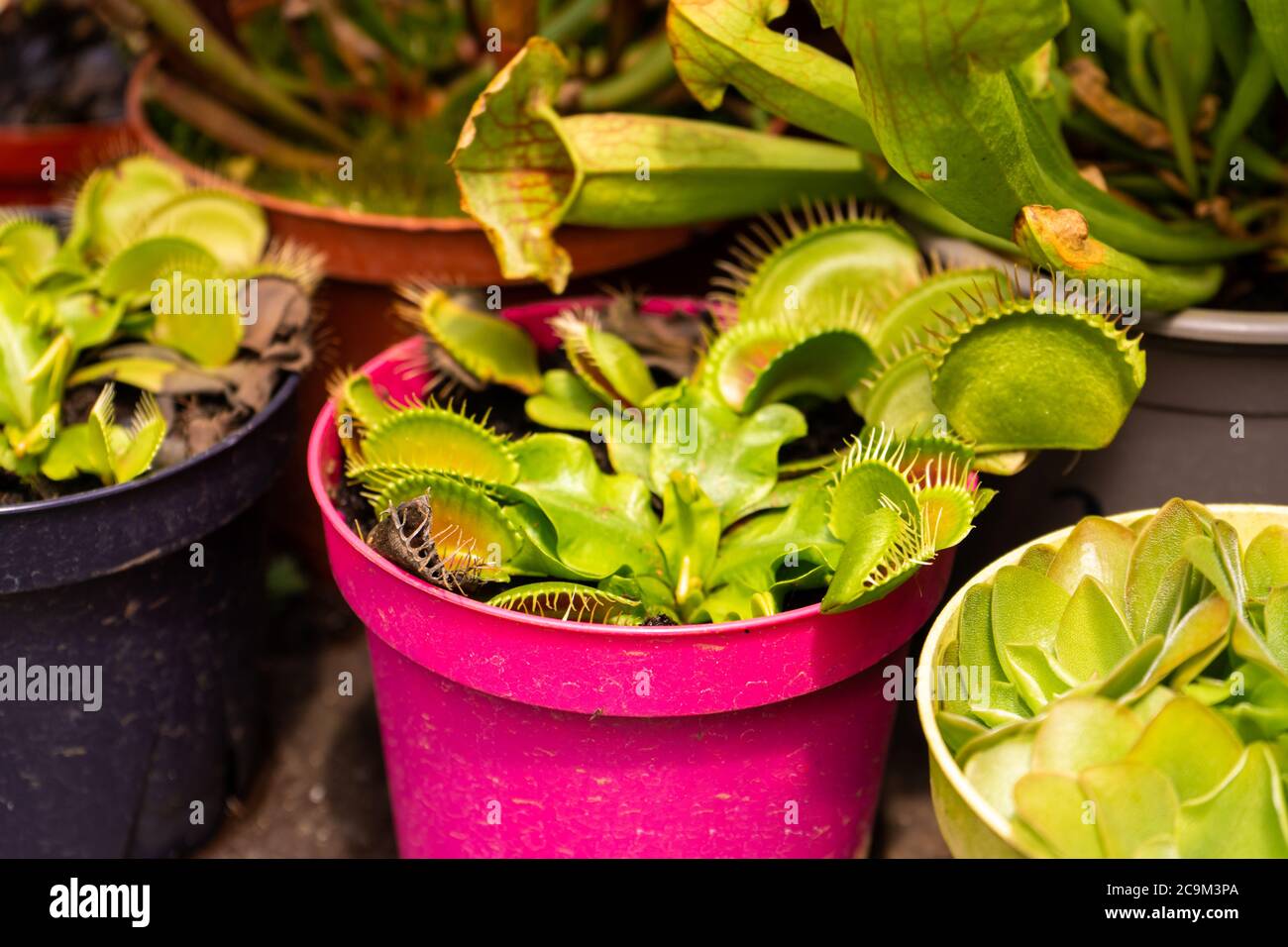 Flycatcher carnivorous plant hi-res stock photography and images - Alamy